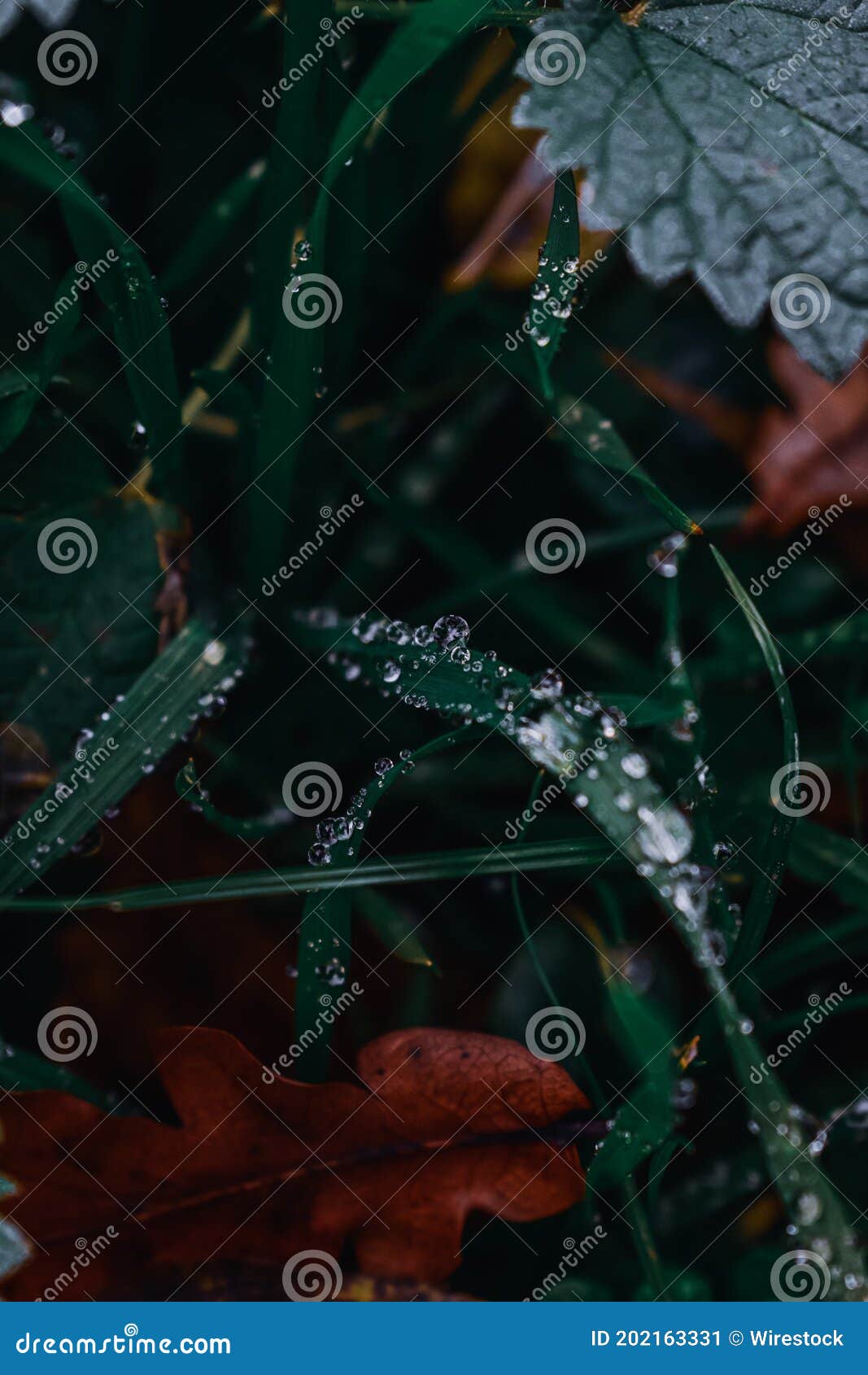 Closeup Shot of Waterdrops on Plants Stock Image - Image of spring ...