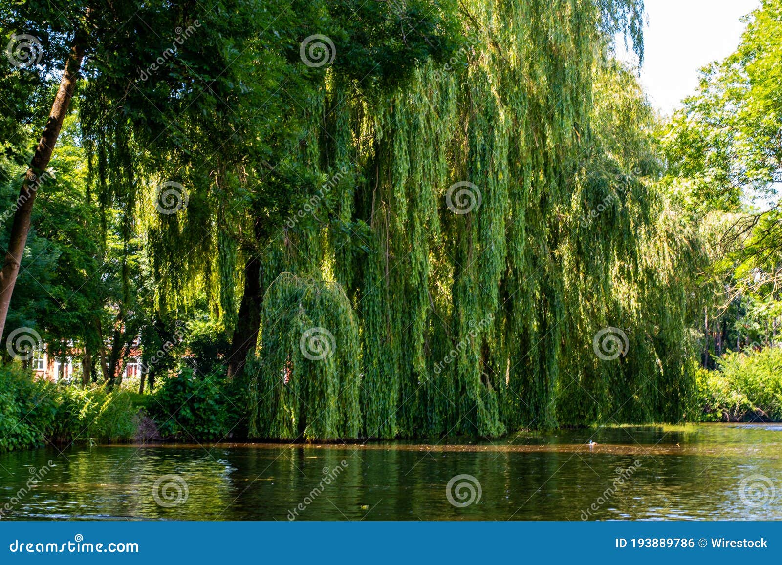 Closeup Shot of Weeping Willow Trees Hanging Over a River Stock Photo ...
