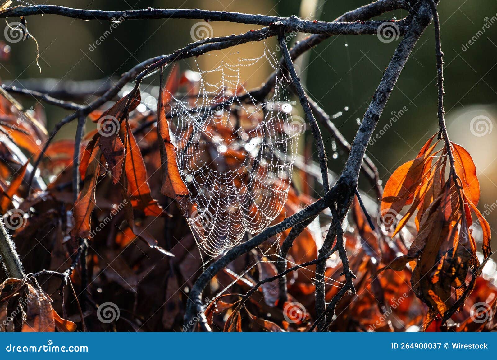 Closeup Shot of a Wet Cobweb on Tree Branches Stock Image - Image of ...