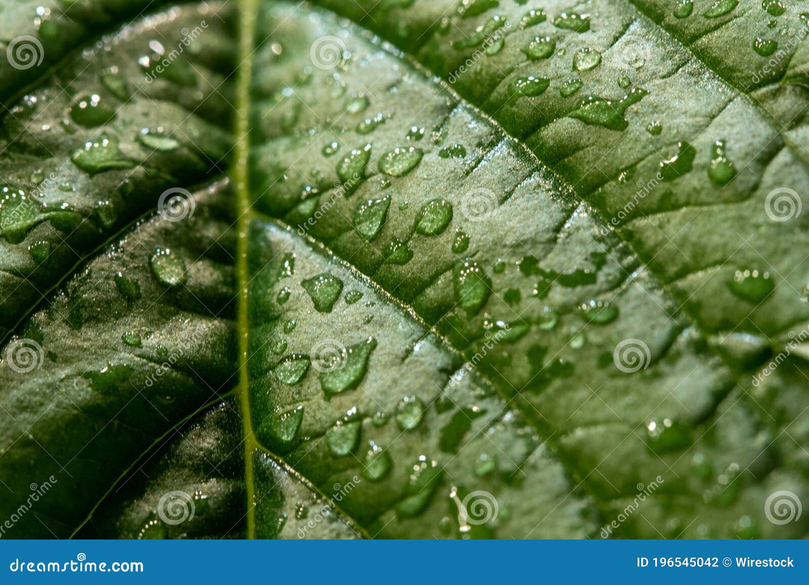 Closeup shot of a wet leaf stock photo. Image of drops - 196545042