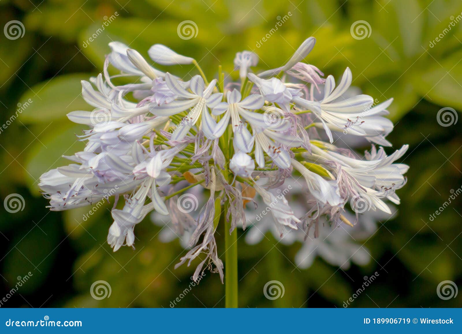 Closeup Shot of a White African Lily Flower Stock Image - Image of ...