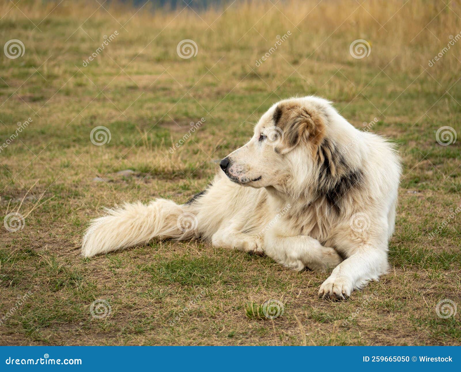 Closeup Shot of a White Aidi Lying on the Grass Stock Photo - Image of ...