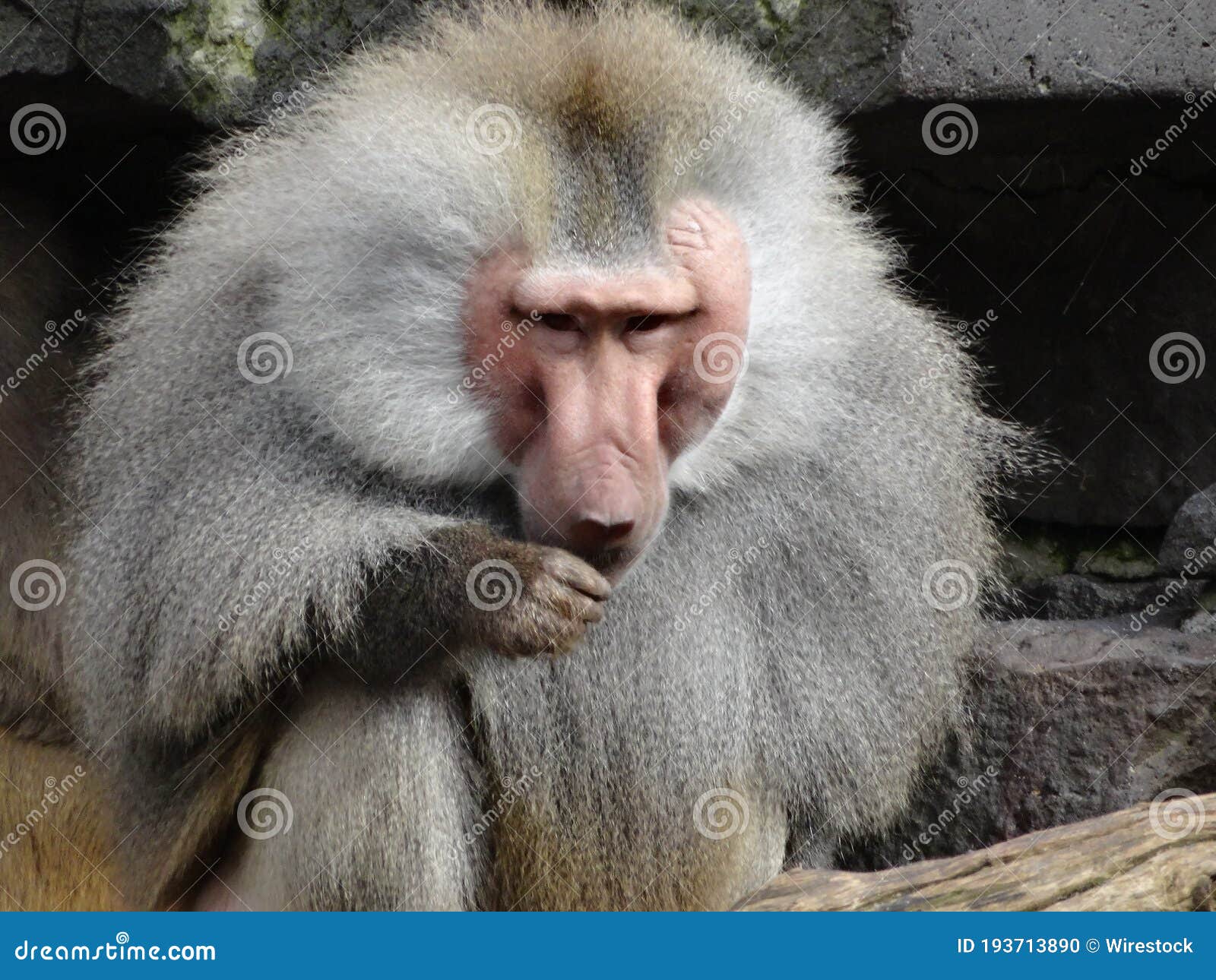 Closeup Shot of a White Baboon Stock Photo - Image of national, mammal ...
