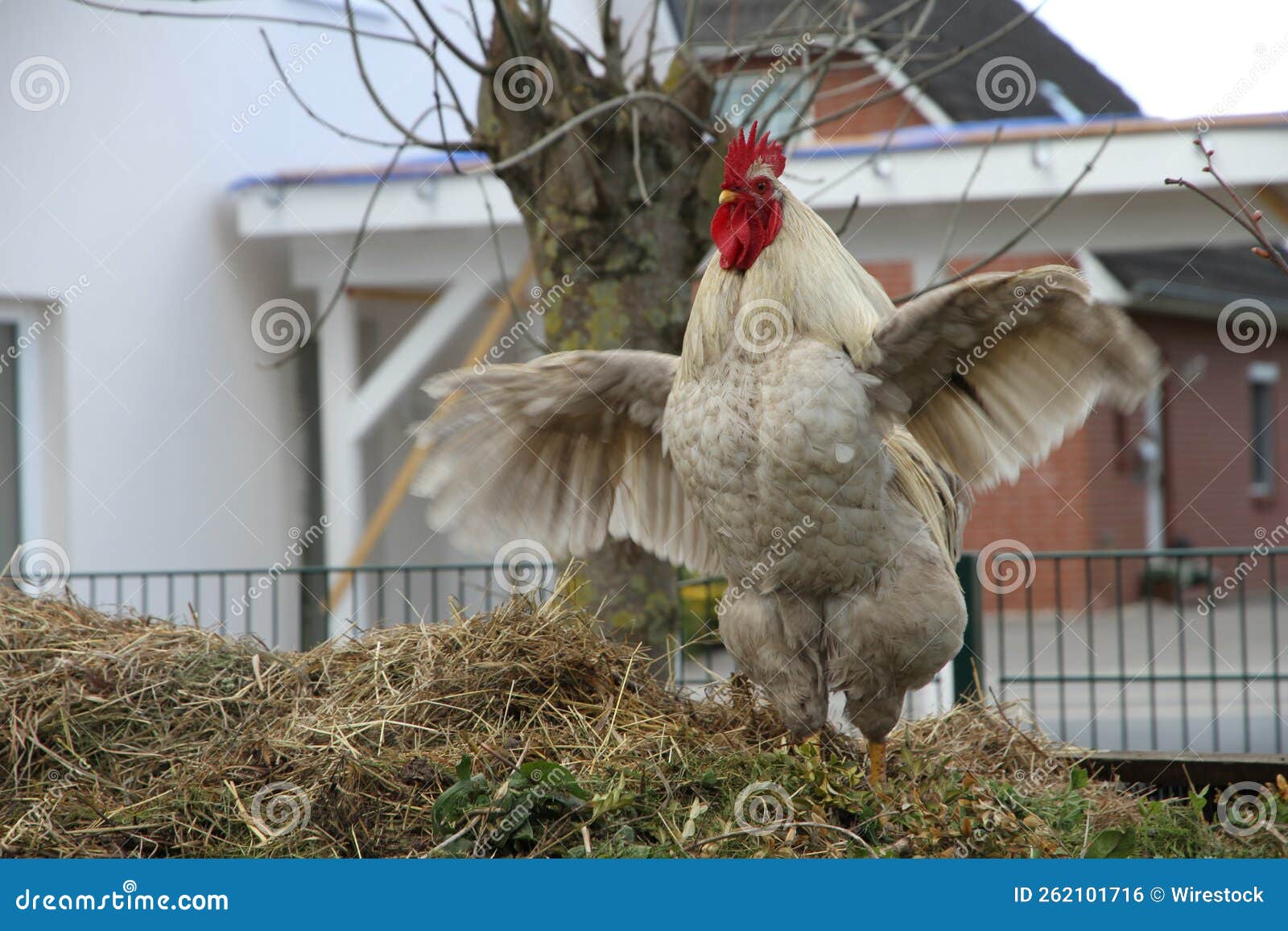 Chicken Flapping Wings Stock Image | CartoonDealer.com #3689209