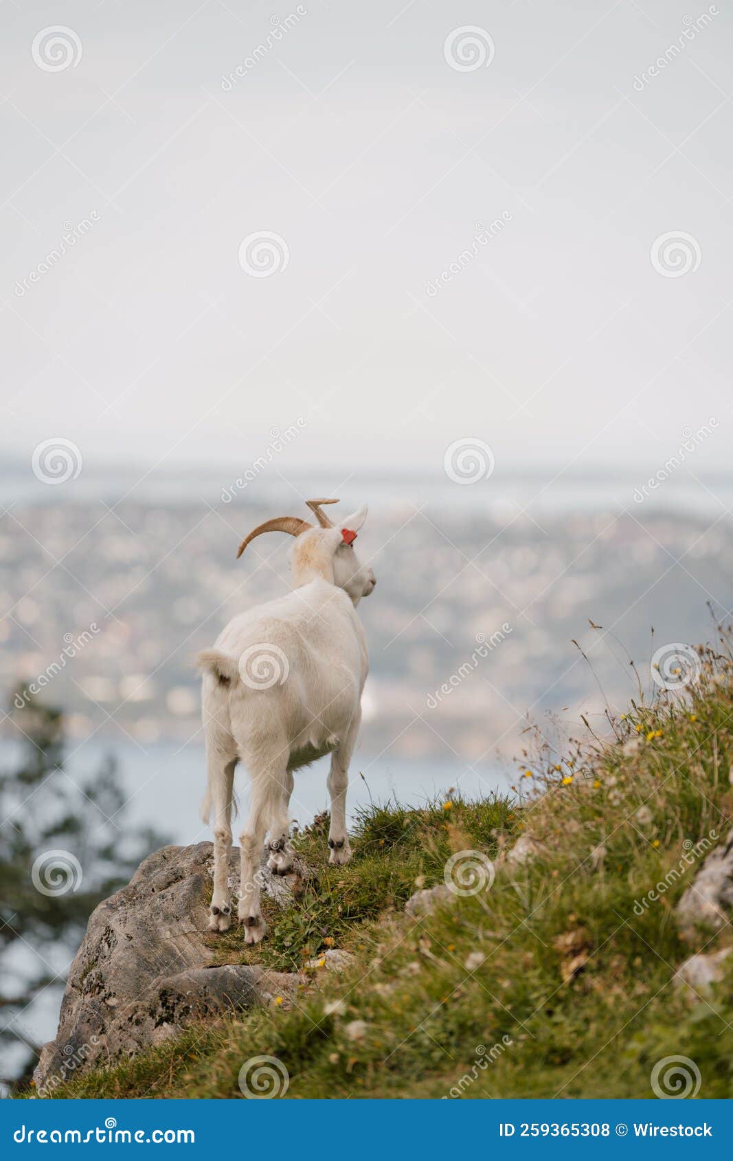 Closeup Shot of a White Goat from Behind at the Edge of a High Cliff ...