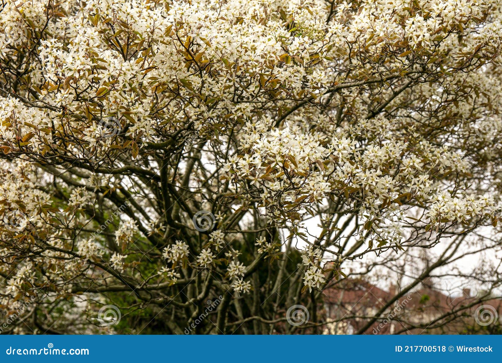 Closeup Shot of White Juneberry Flowers on a Tree Stock Photo - Image ...