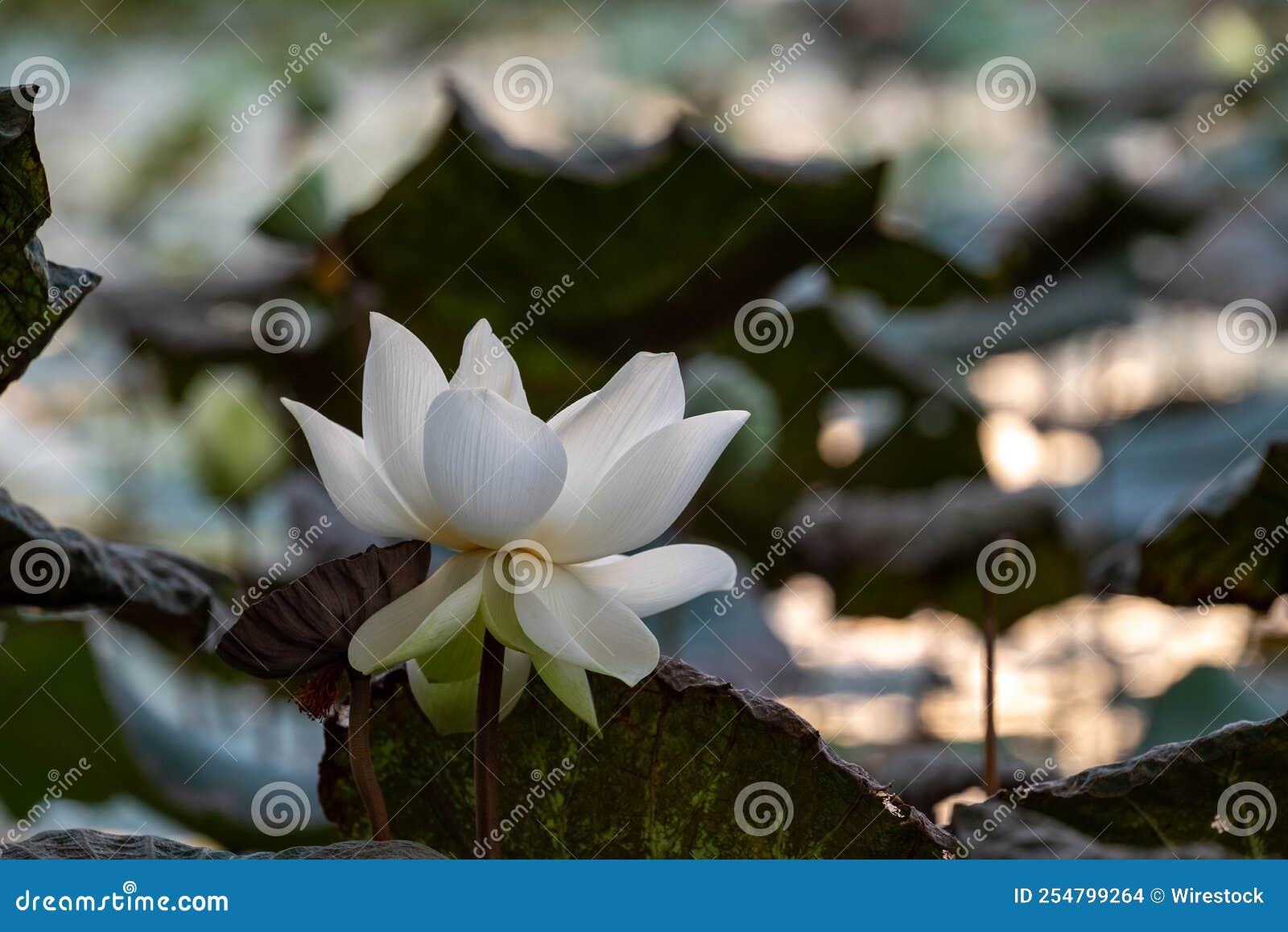 Closeup Shot of a White Lotus Flower Stock Photo - Image of view, flora ...