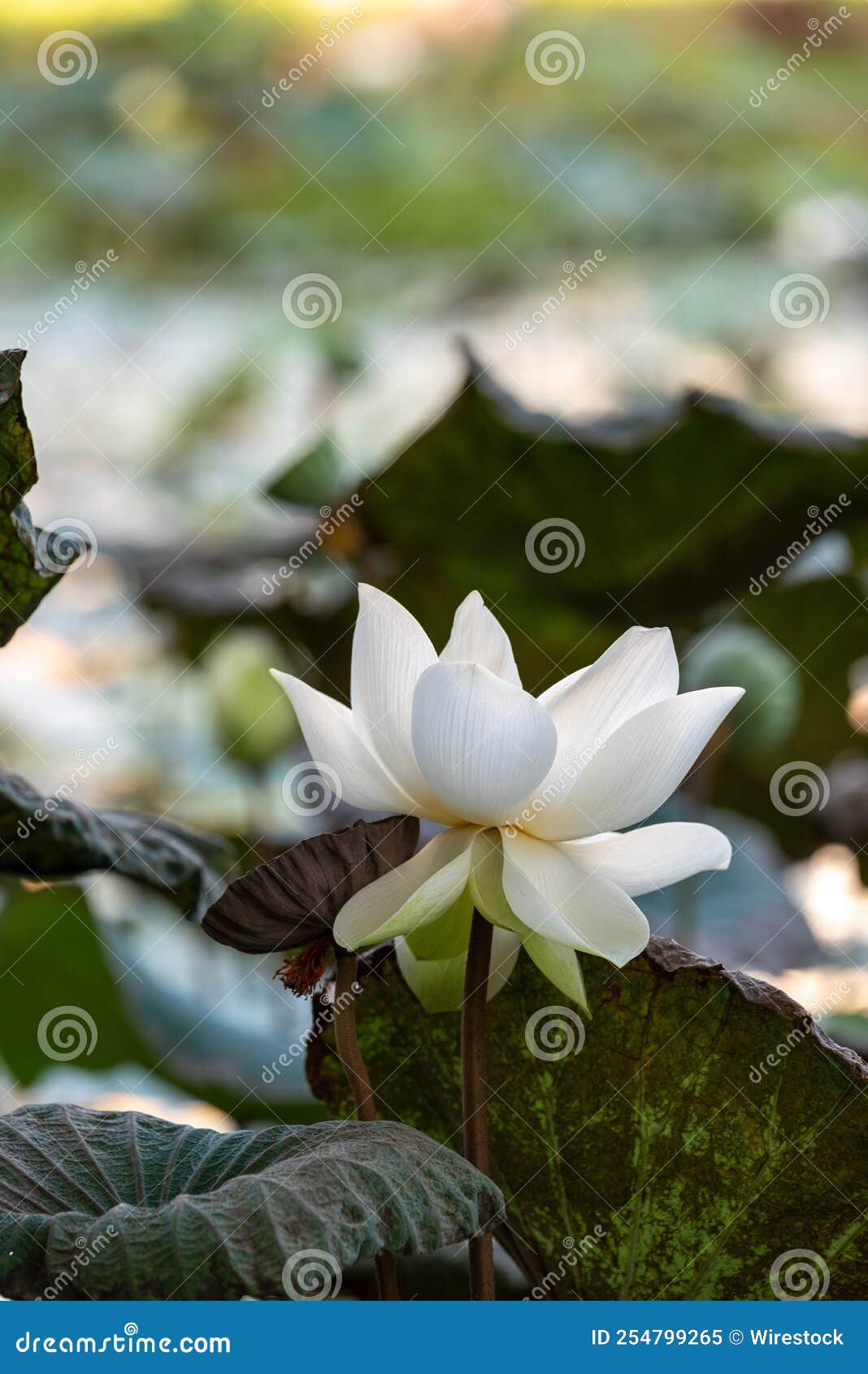 Closeup Shot of a White Lotus Flower Stock Image - Image of color ...