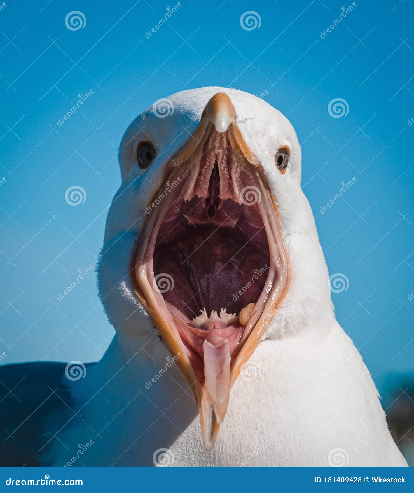 Closeup Shot of a White Seagull with an Open Mouth Stock Photo - Image ...
