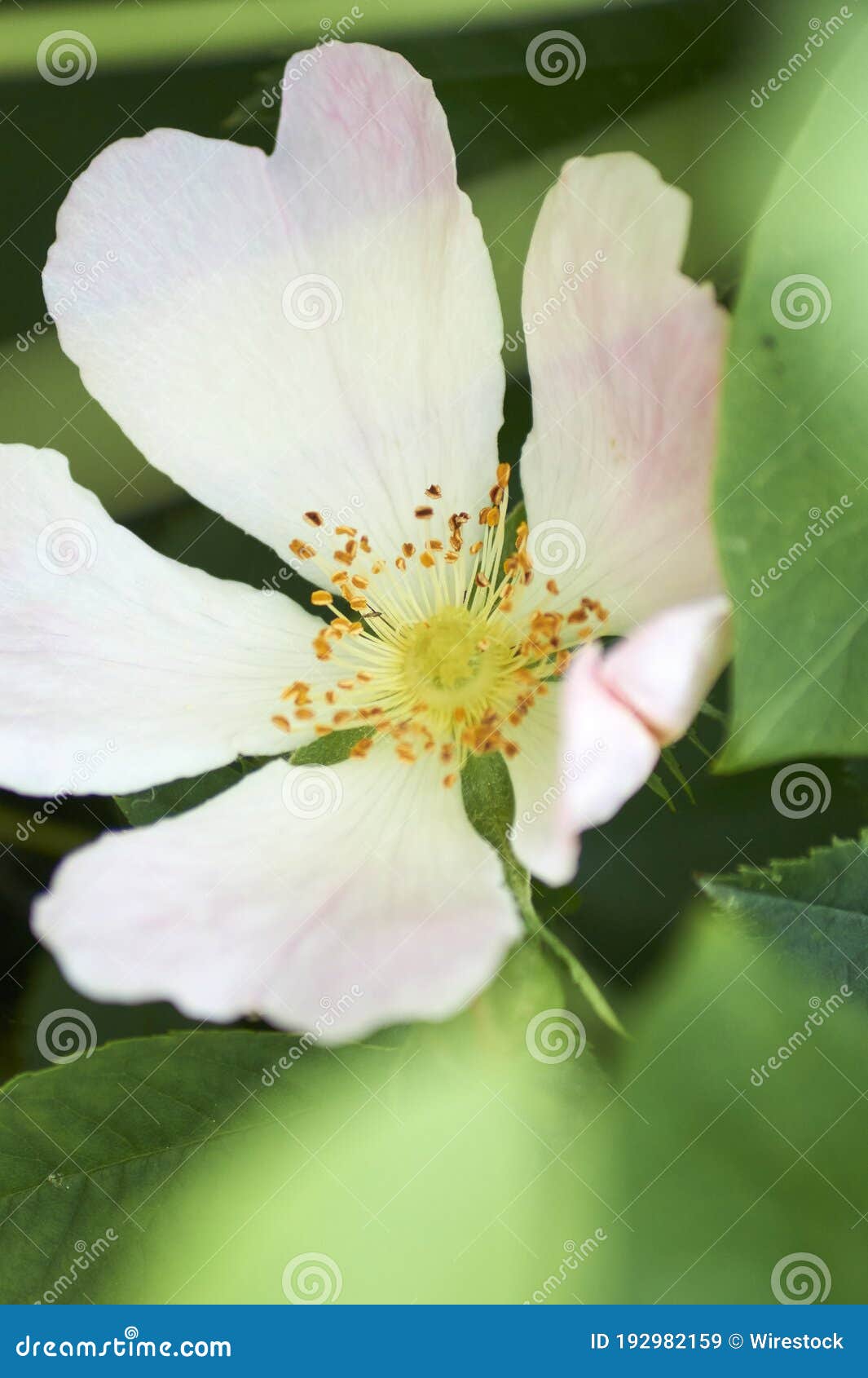 Closeup Shot of a White Wild Prairie Rose in a Park Stock Image - Image ...