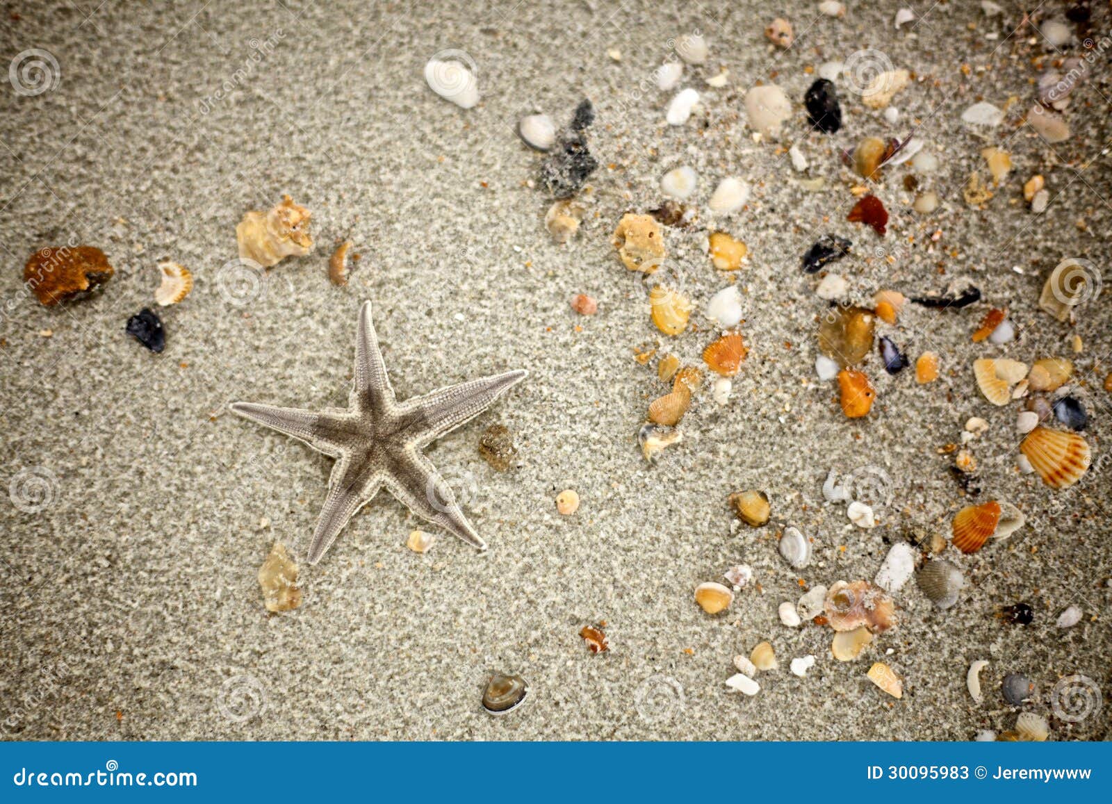 Starfish and Shells on Sand Stock Image - Image of starfish, broken ...