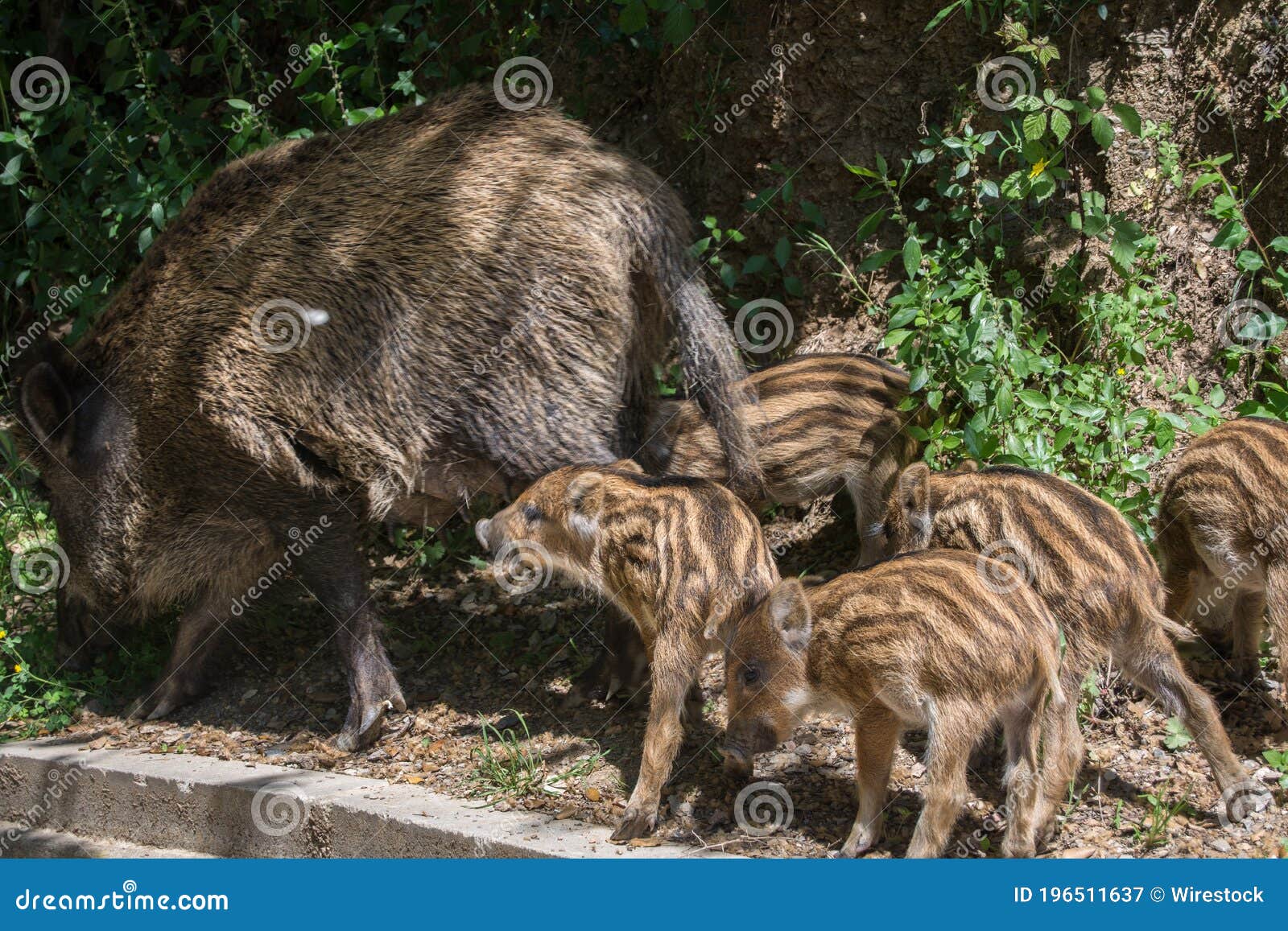 Closeup Shot of a Wild Boar with Babies in the Zoo Stock Image - Image ...