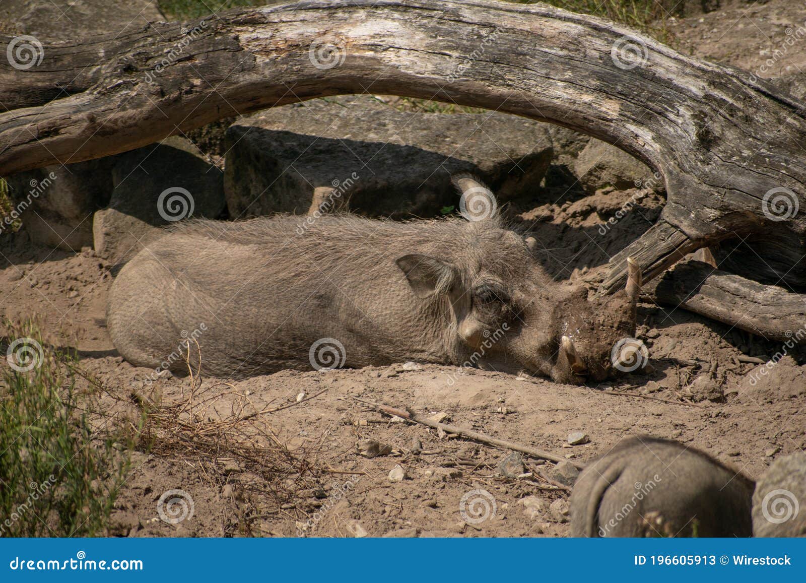 Closeup Shot of a Wild Boar Lying on the Ground Stock Image - Image of ...