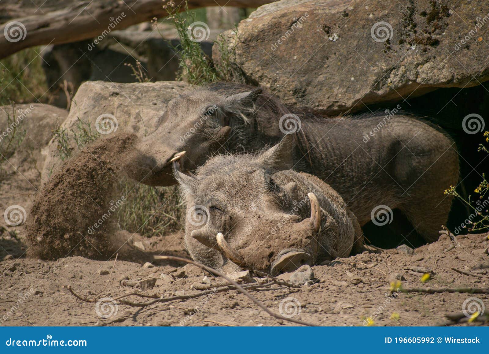 Closeup Shot of Wild Boar Lying on the Ground Stock Photo - Image of ...