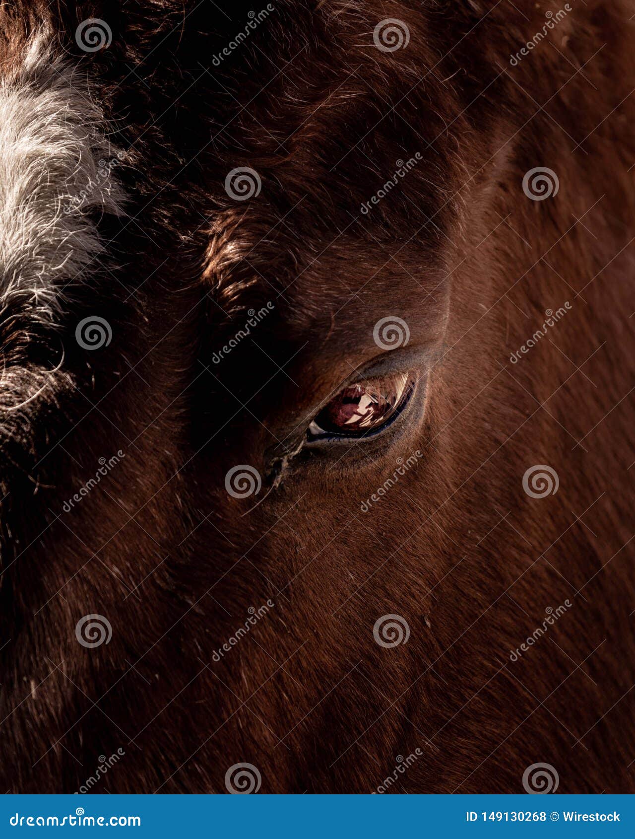 Closeup Shot of a Wild Buffalo`s Eye Stock Photo - Image of african ...