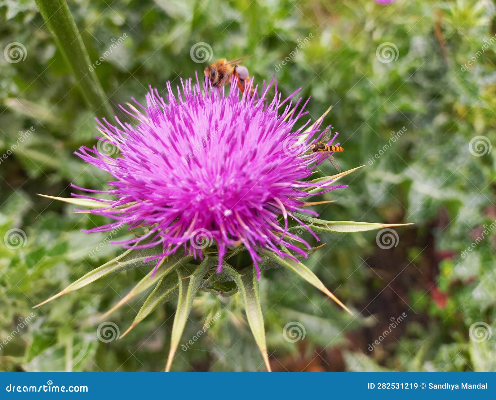 Closeup Shot of a Wild Cactus Flower in Bloom Stock Image - Image of ...
