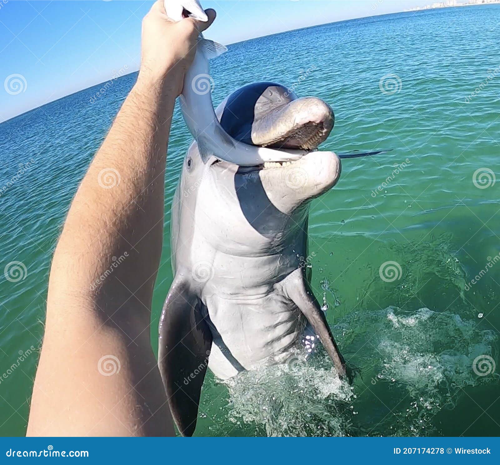 Closeup Shot of a Wild Dolphin Eating a Fish Stock Photo - Image of ...