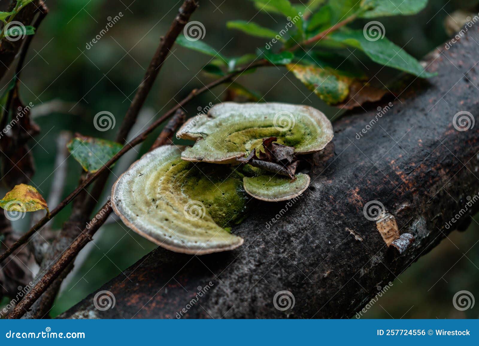 Closeup Shot of Wild Fungus Growing on a Tree Branch Stock Photo ...
