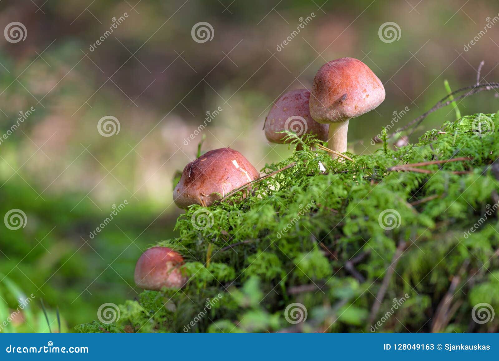 Wild Inedible Mushroom In The Forest Nature Background Stock Image Image Of Botanical