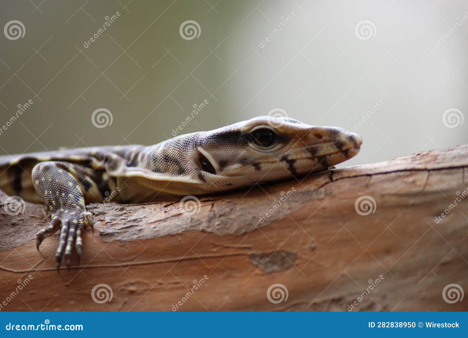 Closeup Shot of a Wild Lizard Navigating through the Rugged Terrain ...