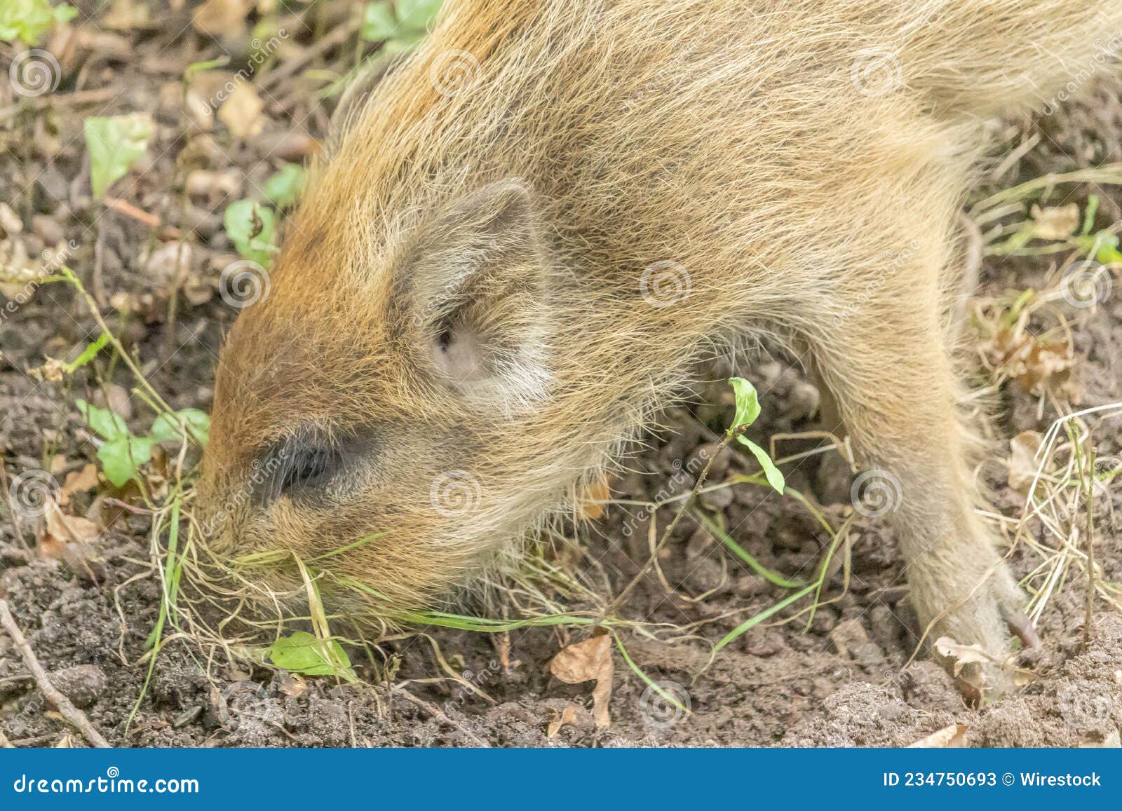 Closeup Shot of a Wild Pig Eating Stock Image - Image of mammal, brown ...