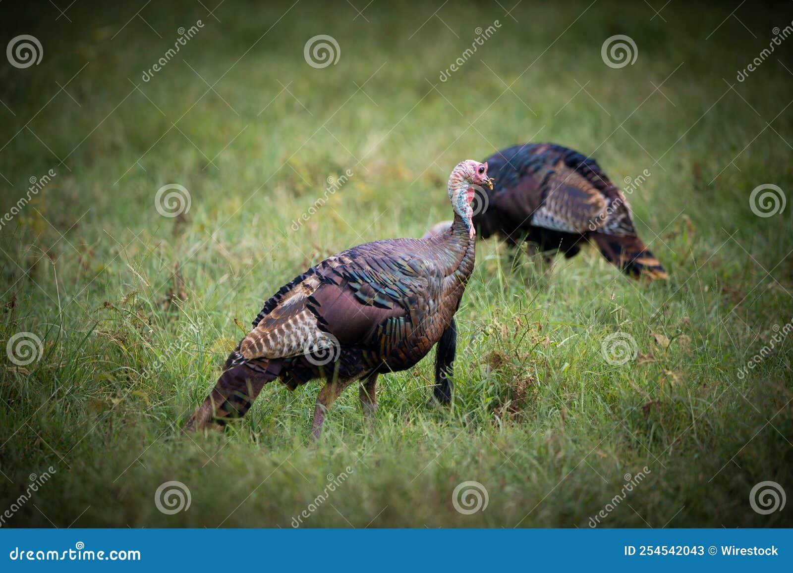 Closeup Shot of Wild Turkeys Walking on the Grass Stock Image - Image ...
