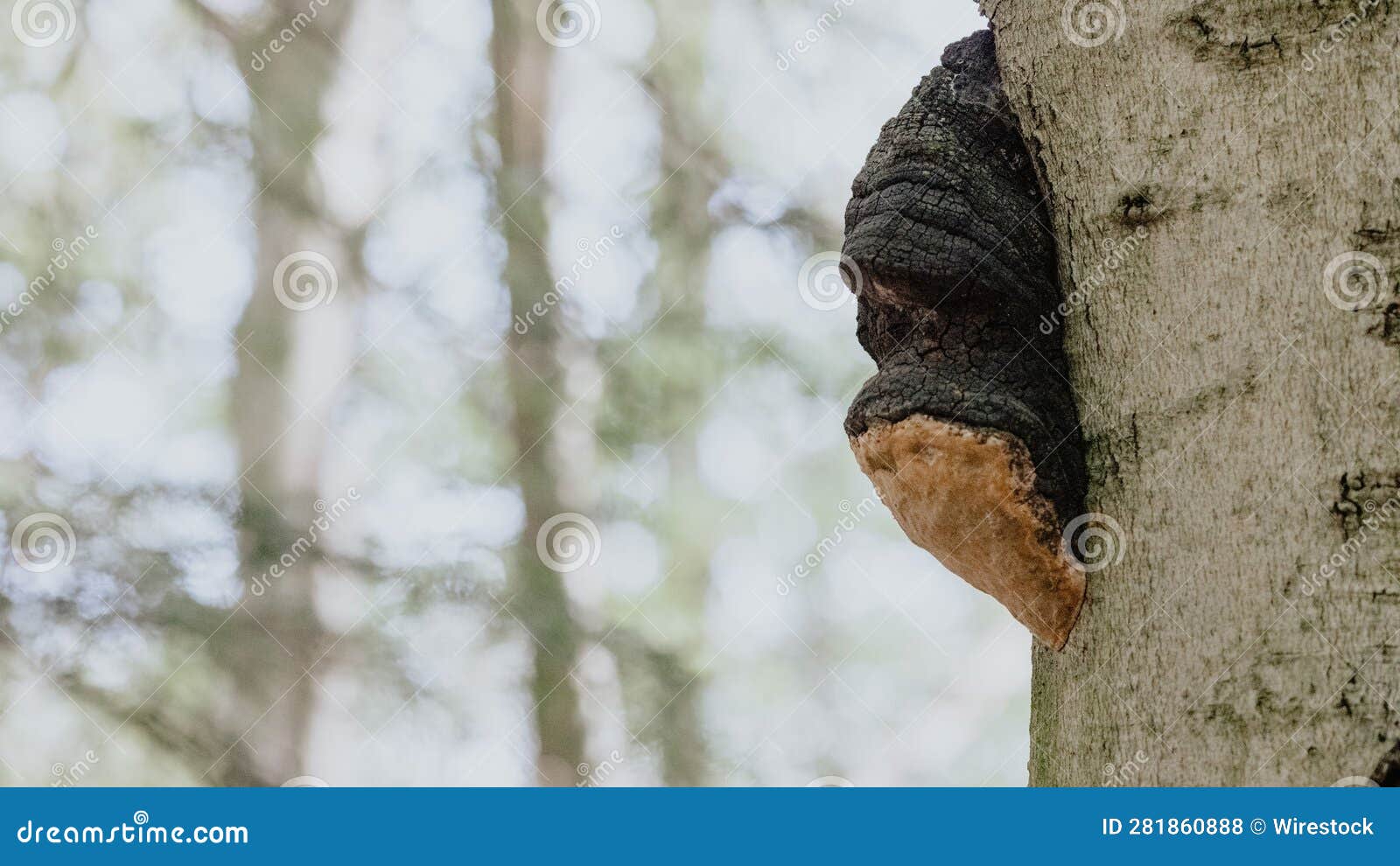 Closeup Shot of the Willow Bracket, Fire Sponge on a Tree Trunk ...