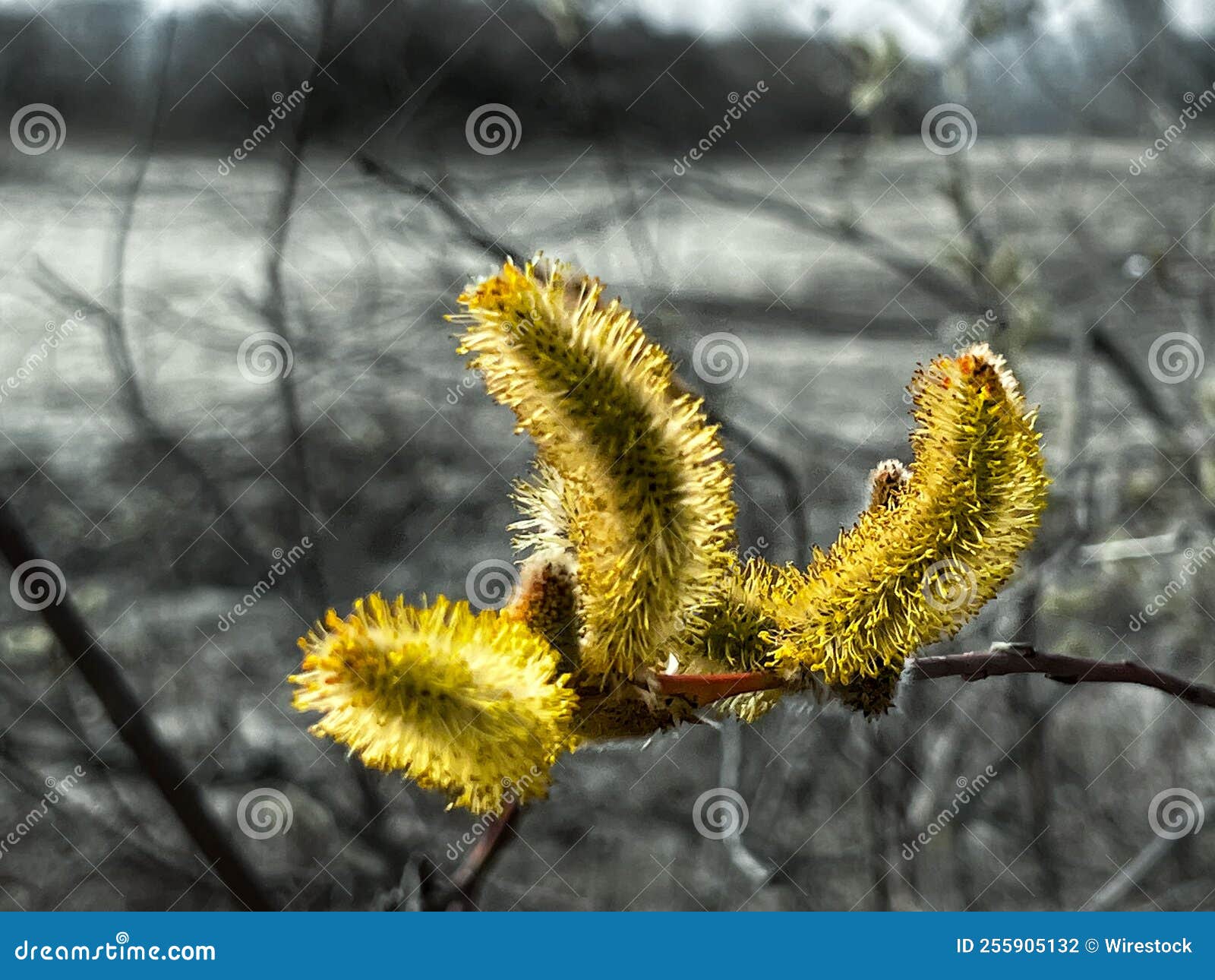 Closeup Shot of Willows Growing on the Branch Stock Photo - Image of ...