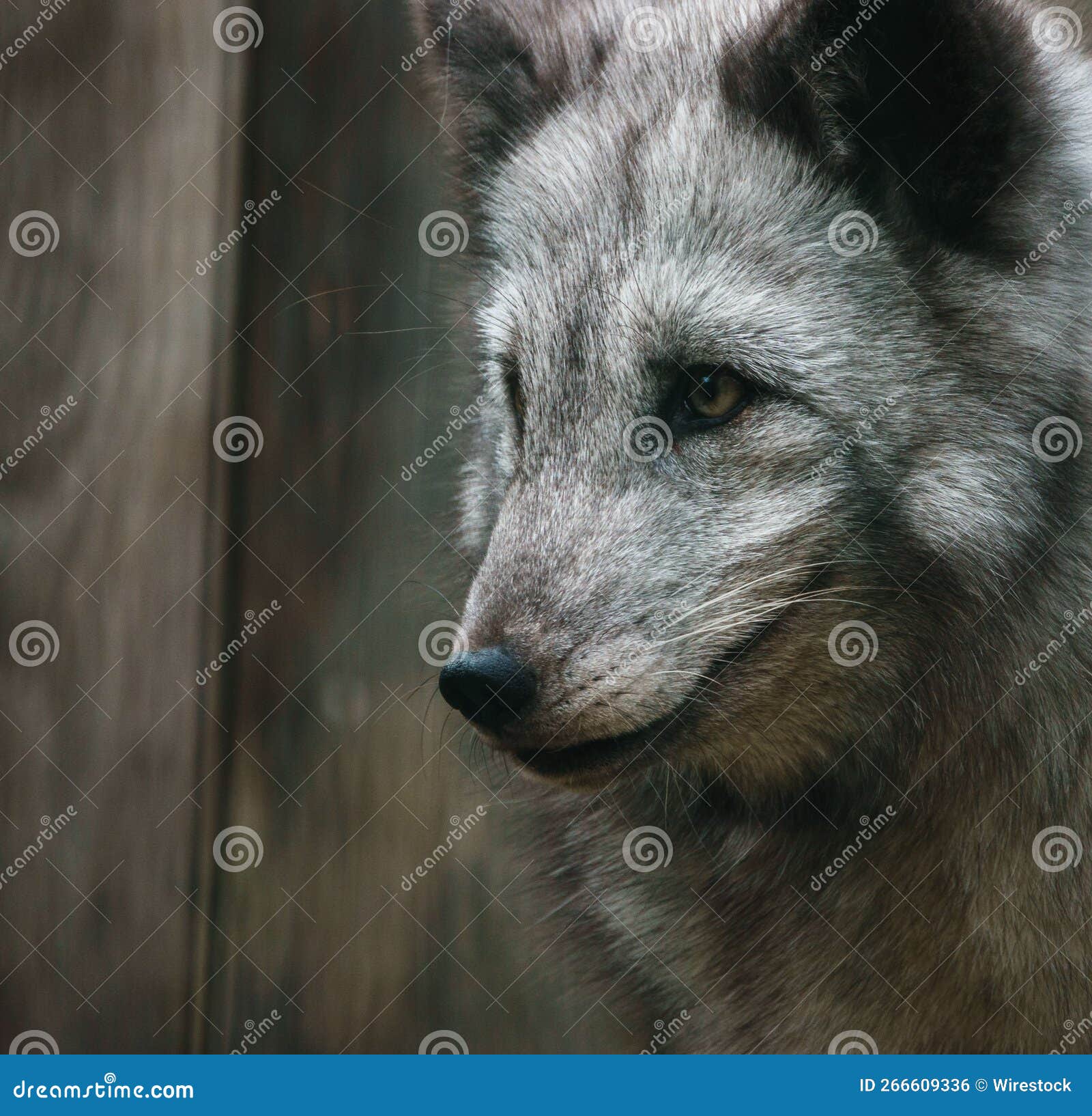 Closeup Shot on a Wolf Face Against Blur Background Stock Photo - Image ...