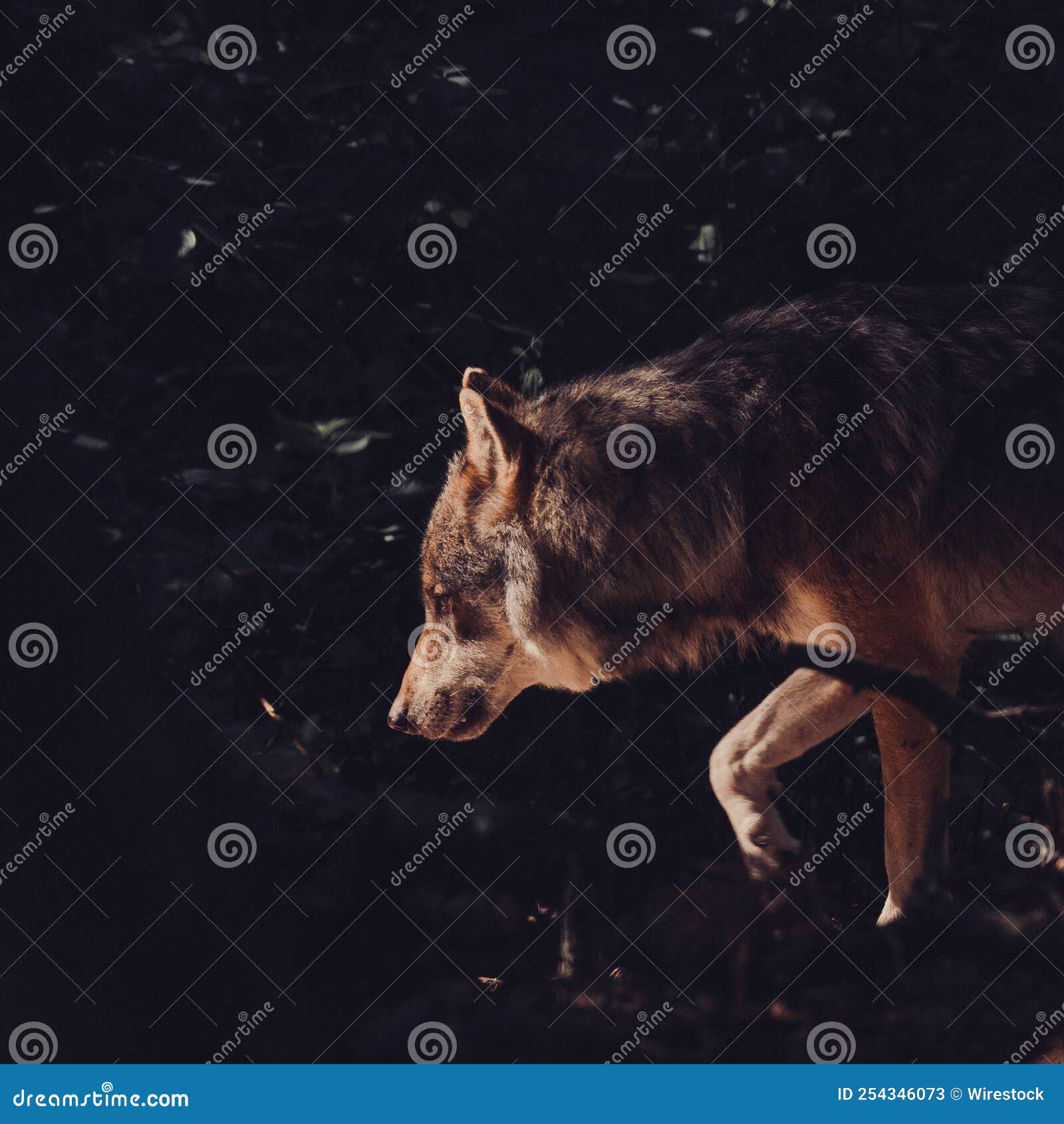 Closeup Shot of a Wolf Walking in the Dark Stock Image - Image of wild ...