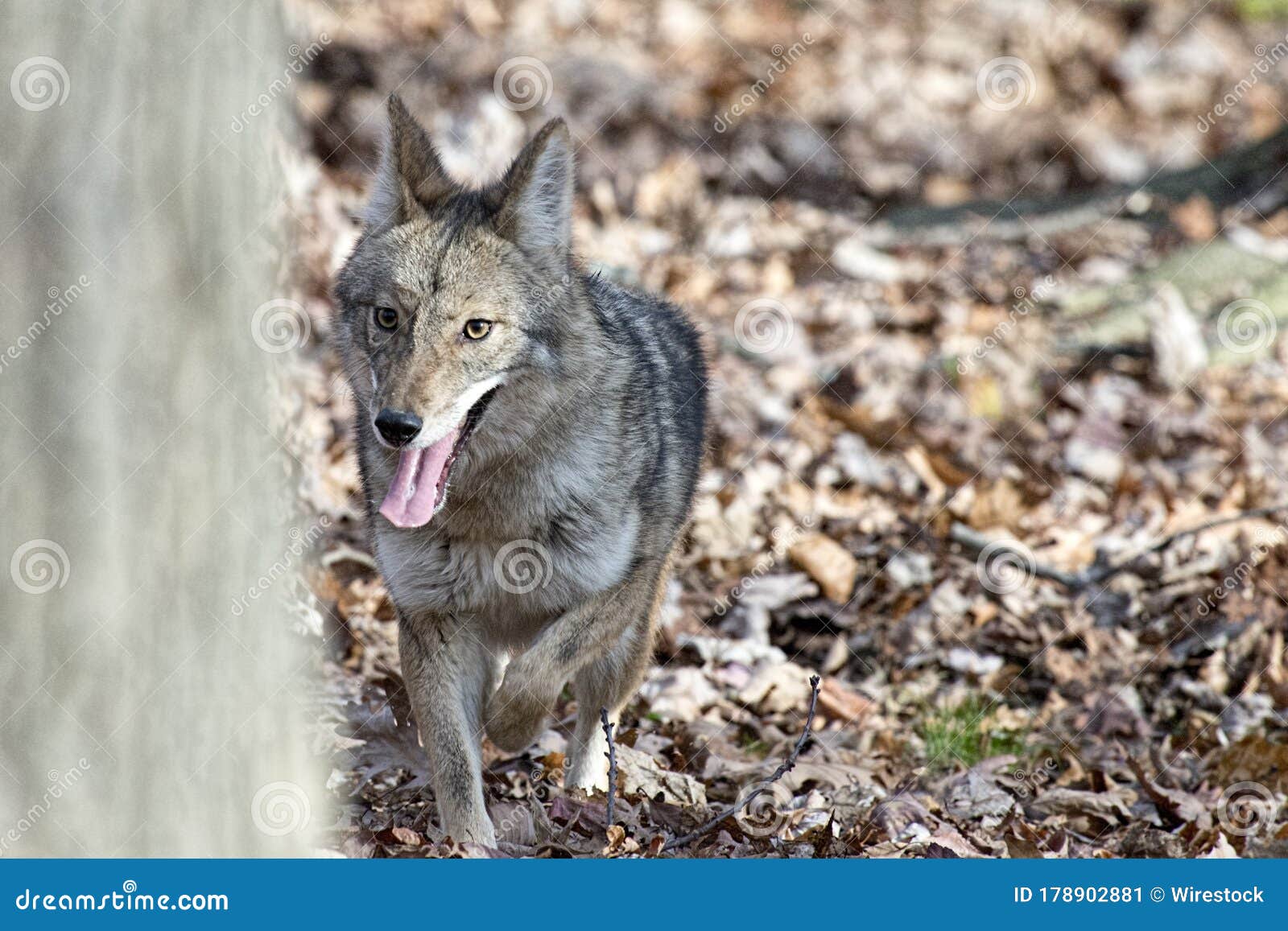 Wolf Sit On A Fallen Tree In The Forest Up Close. Wild Animal In The ...