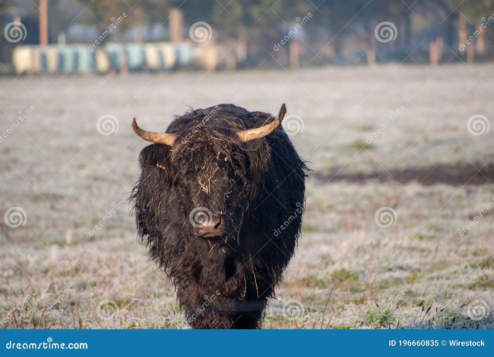 Closeup shot of yak bulls stock image. Image of furry - 196660835