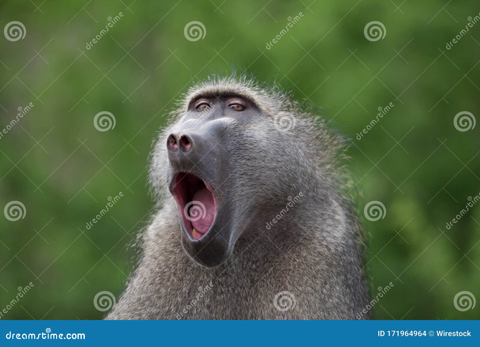 Closeup Shot of a Yawning Baboon Monkey with a Blurred Background Stock ...