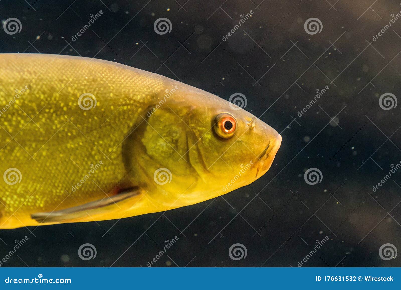 Closeup Shot of a Yellow Fish Underwater Stock Photo - Image of water ...