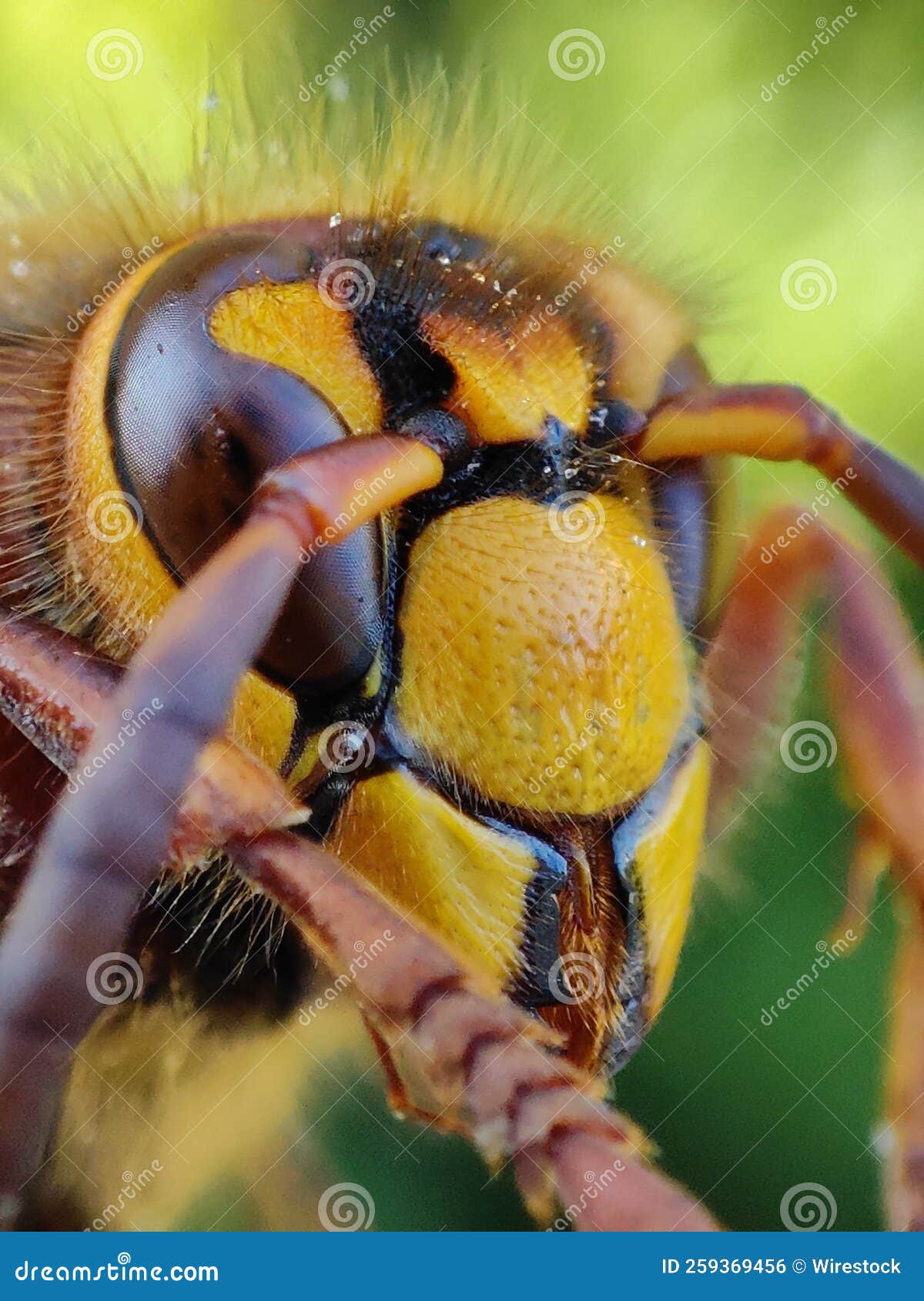 Closeup Shot of a Yellow Hornet Bee Stock Photo - Image of beauty ...