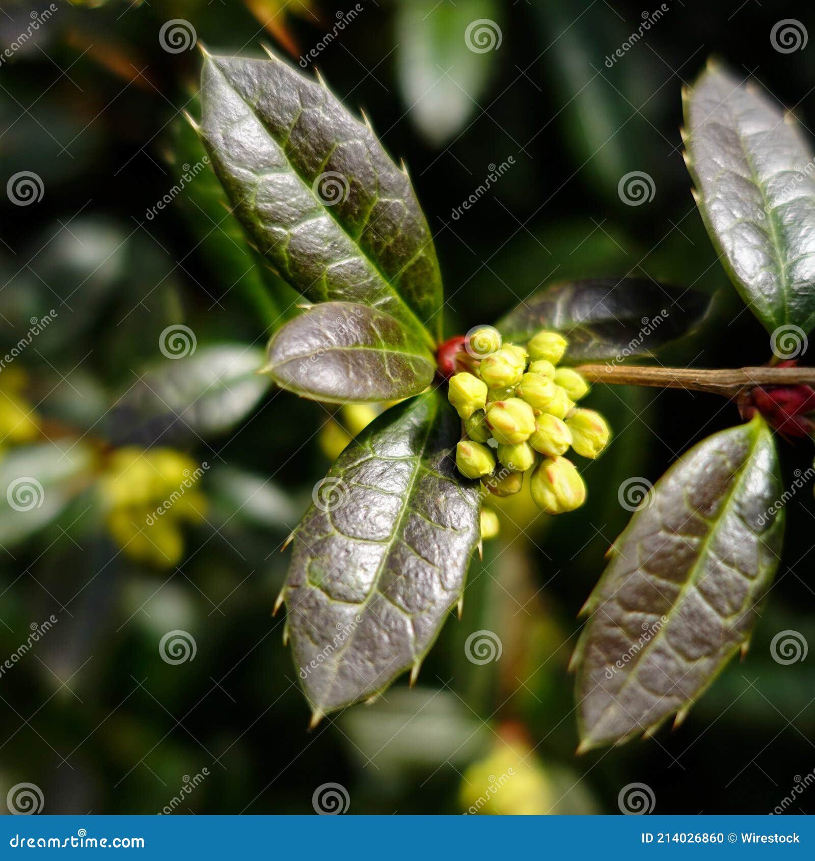 Closeup Shot of Yellow Ilex Growing on a Shrub Stock Photo - Image of ...