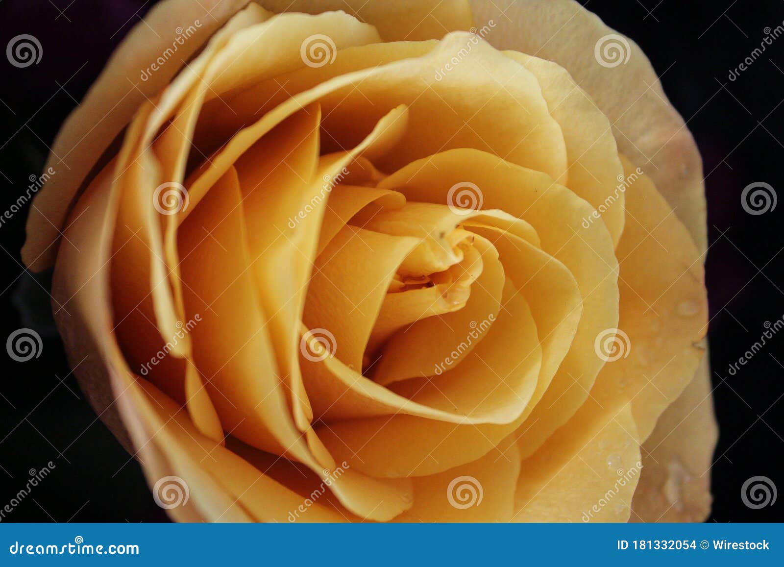 Closeup Shot of a Yellow Rose with Water Drops Stock Photo - Image of ...