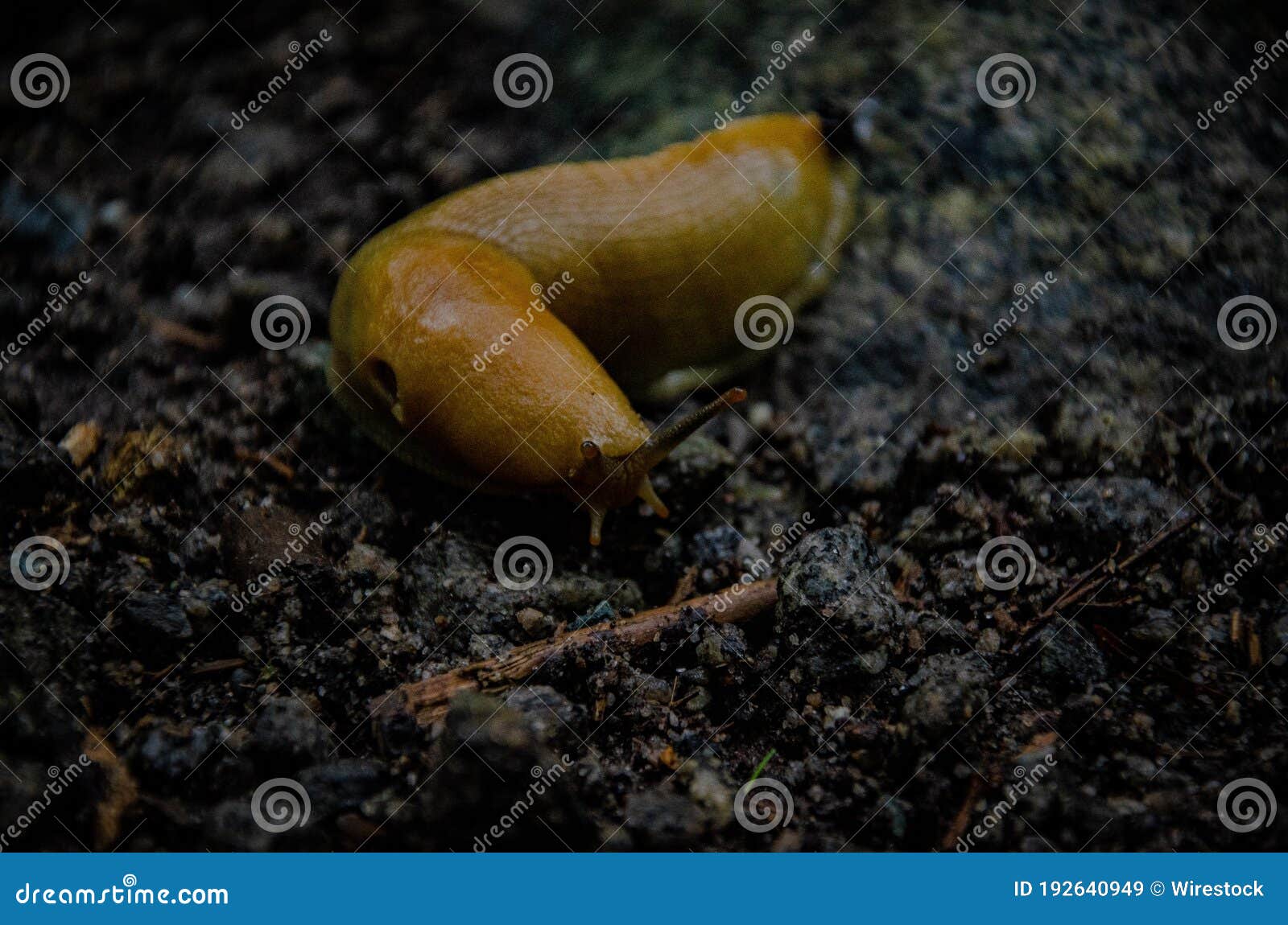 Closeup Shot of a Yellow Slug on the Sand Stock Image - Image of close ...