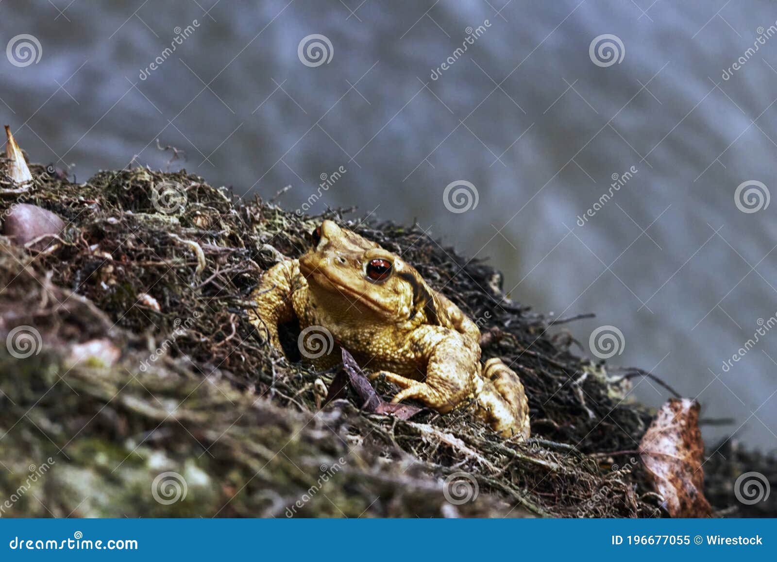 Closeup Shot of a Yellow Toad with Bulging Red Eyes on a Blurred ...