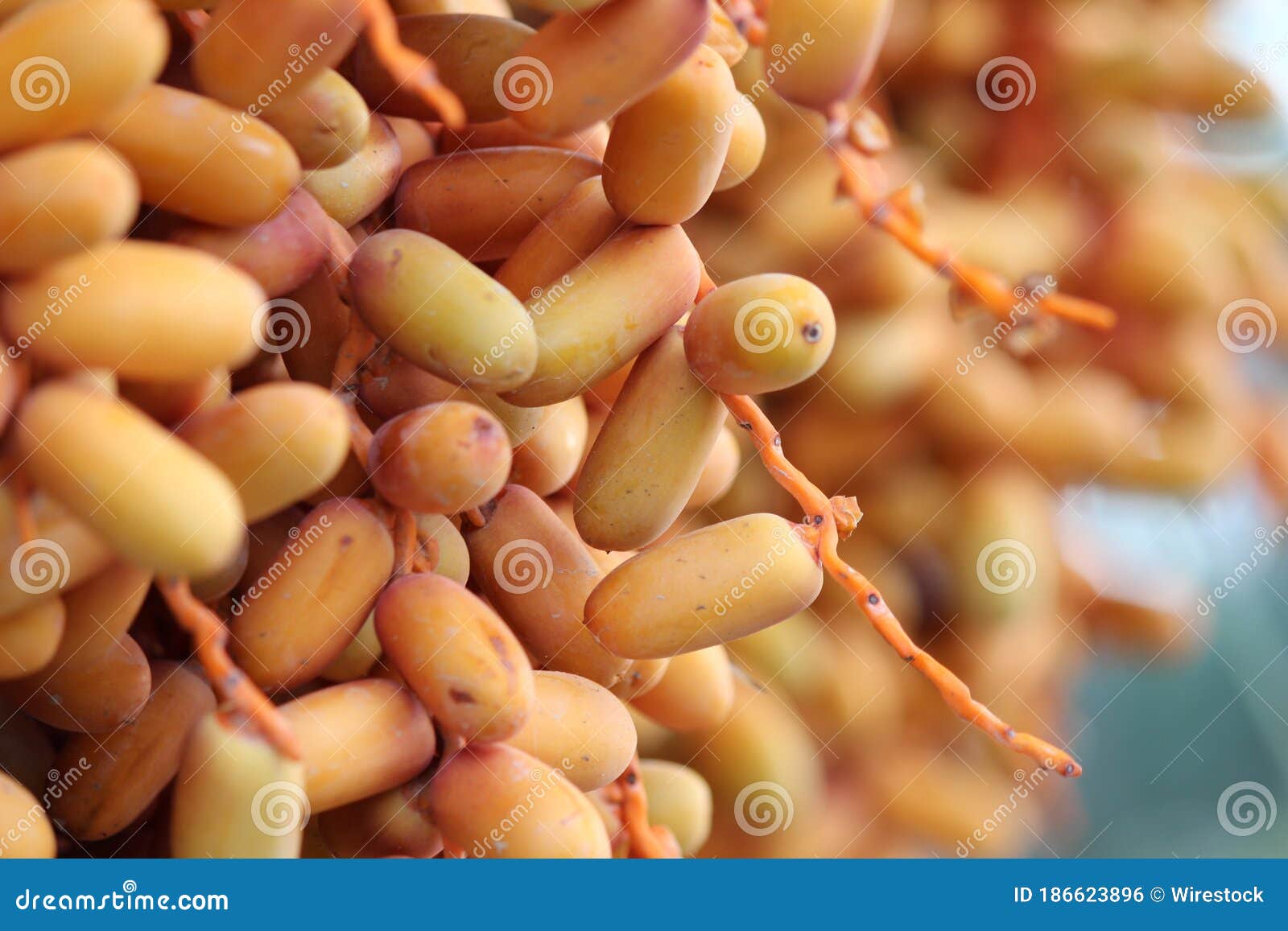 Closeup Shot Yellow Unripe Dates Growing on the Palm Tree Stock Photo ...
