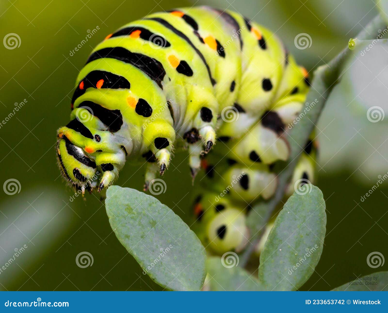 Closeup Shot of a Yellow Worm Stock Photo - Image of striped, small ...
