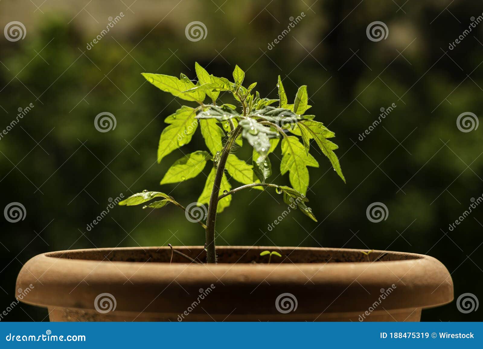 Closeup Shot of a Young Plant Growing in a Pot Under the Sunlight Stock ...