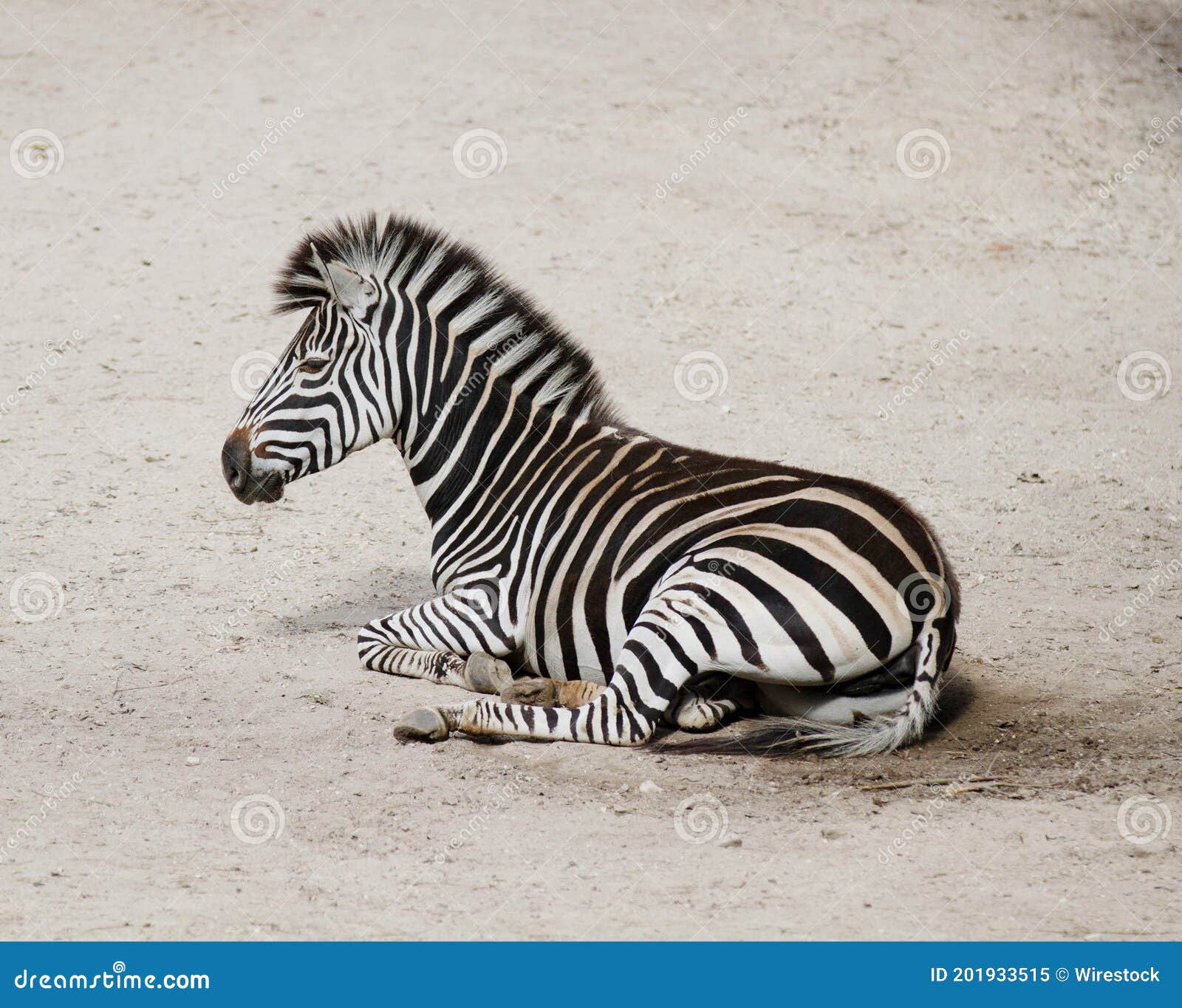 Closeup Shot of a Young Zebra Lying on the Ground Stock Image - Image ...