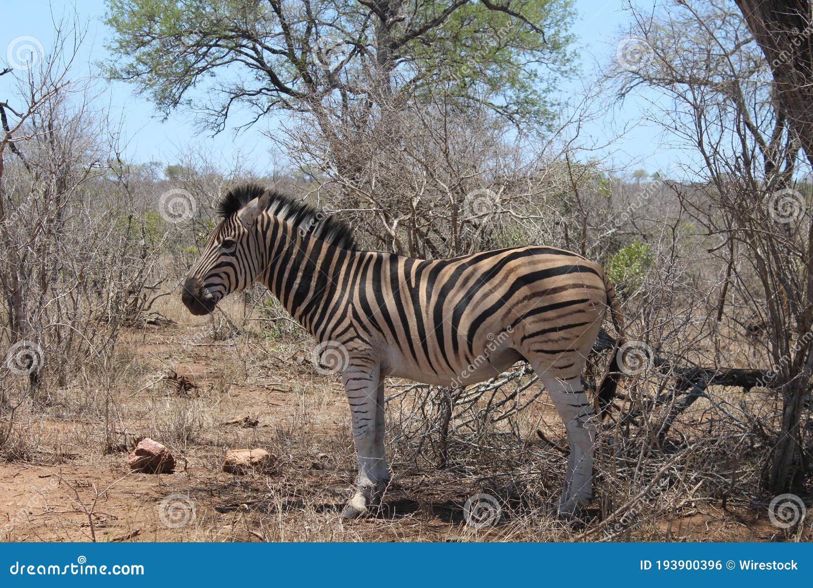 Zebra And Desert Landscape - NamibRand, Namibia Royalty-Free Stock ...