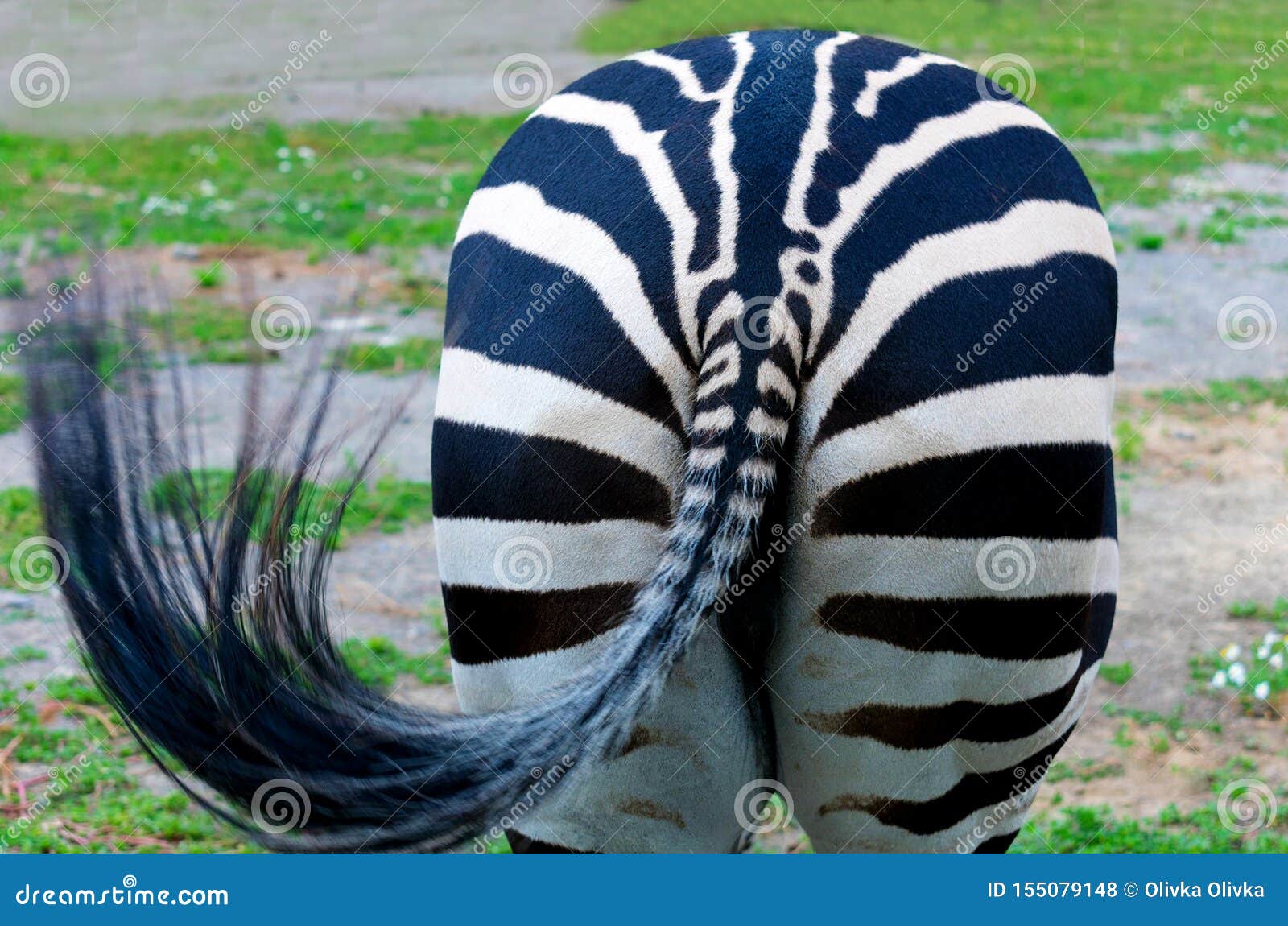 A Closeup Shot of a Zebra`s or View from Behind. Animal Ass. Stock ...