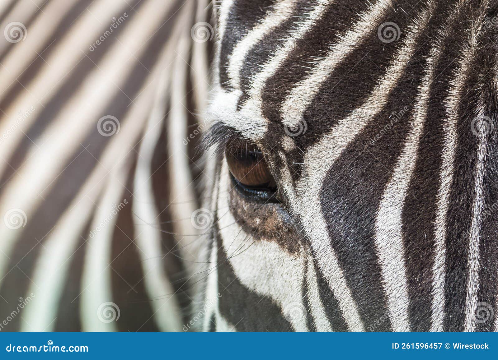 Closeup Shot of a Zebras Eye Stock Image - Image of pattern, closeup ...