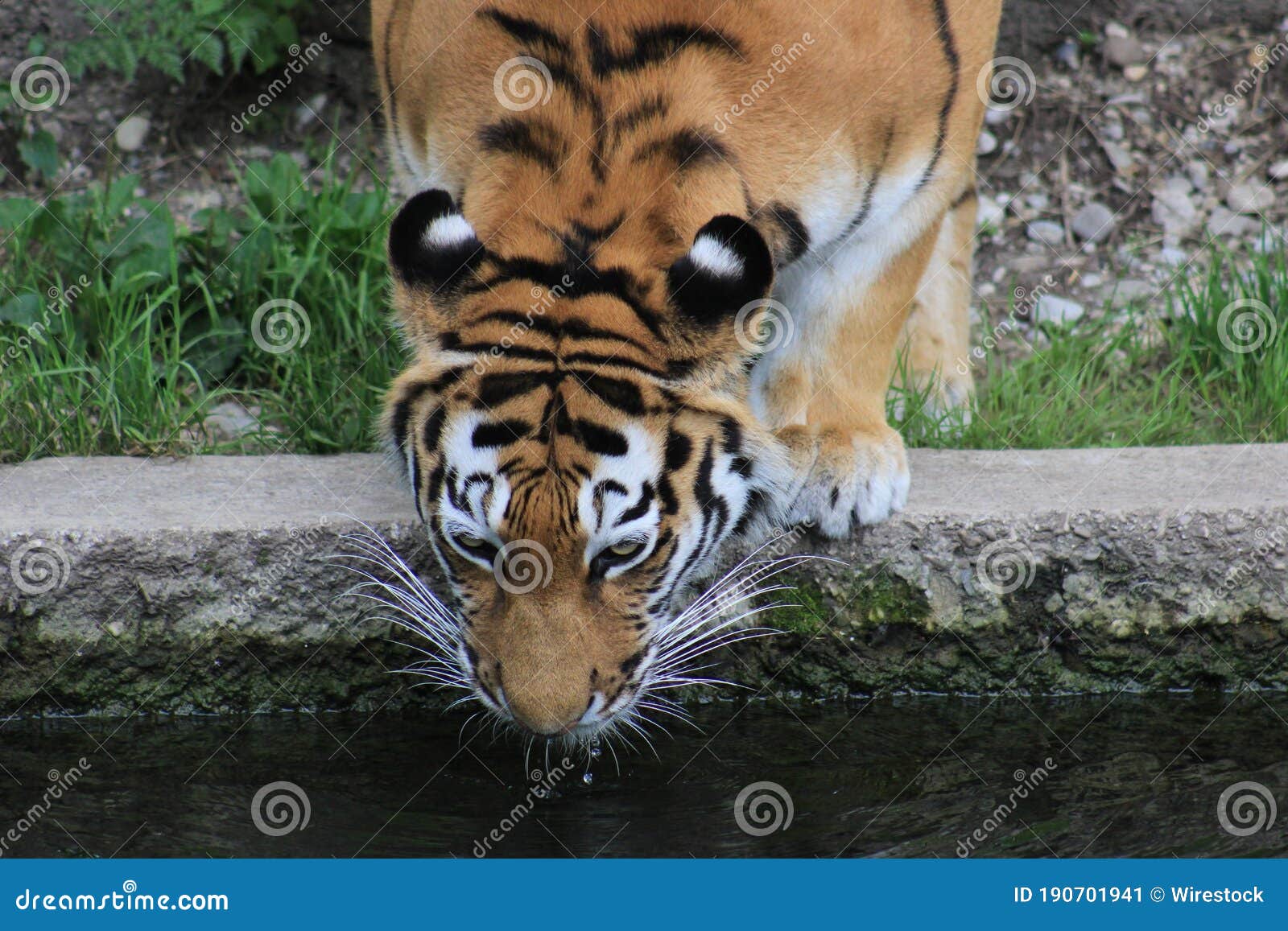 Closeup of a Siberian Tiger Drinking from a Creek Stock Image - Image ...