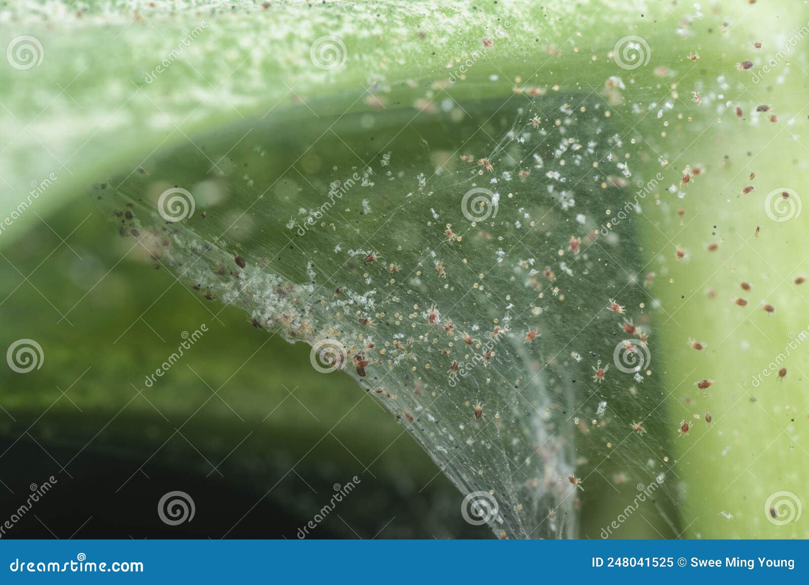 Closeup with the Sickly Green Leaf with Disease Infection. Stock Image ...