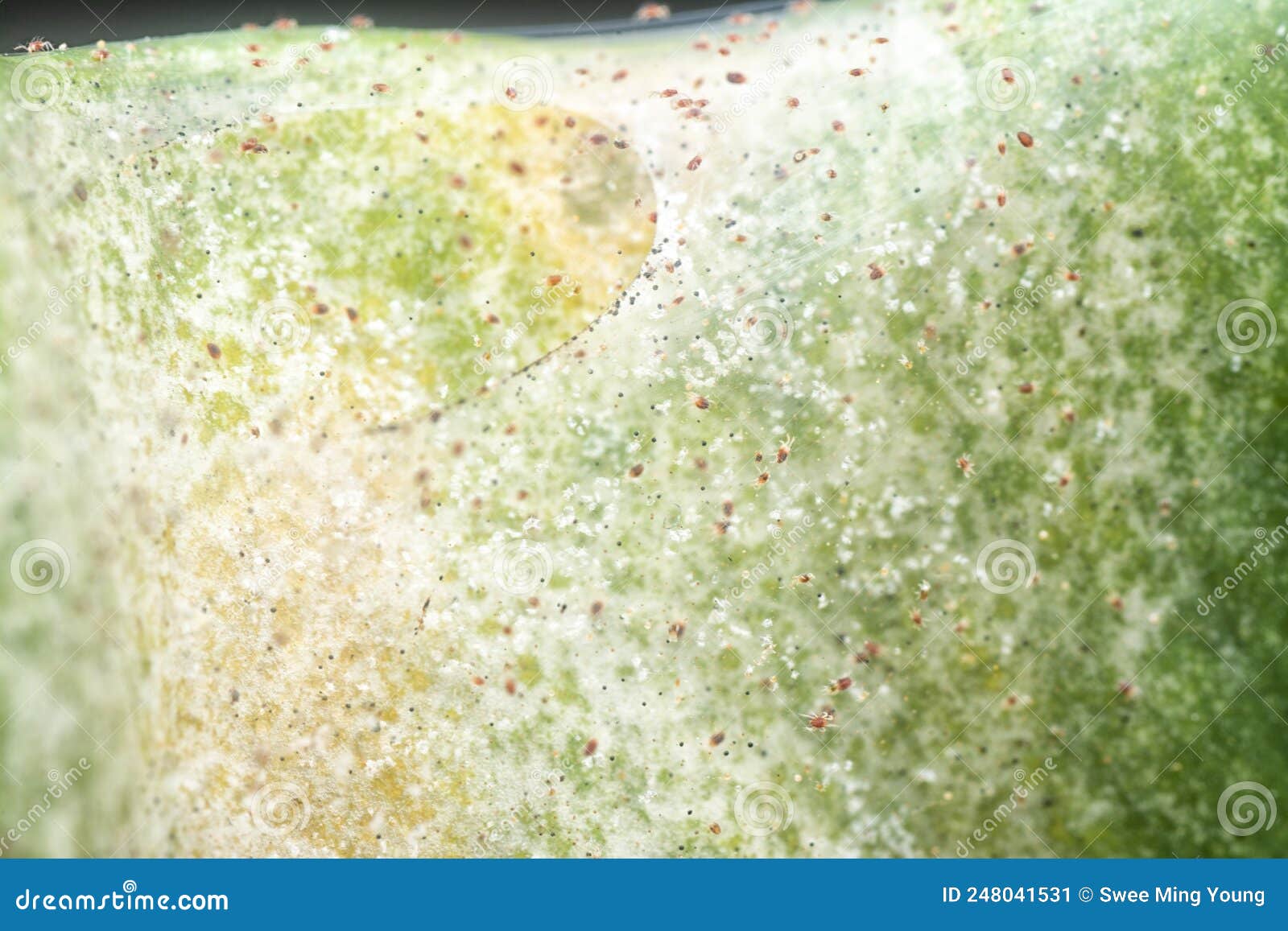 Closeup with the Sickly Green Leaf with Disease Infection. Stock Image ...