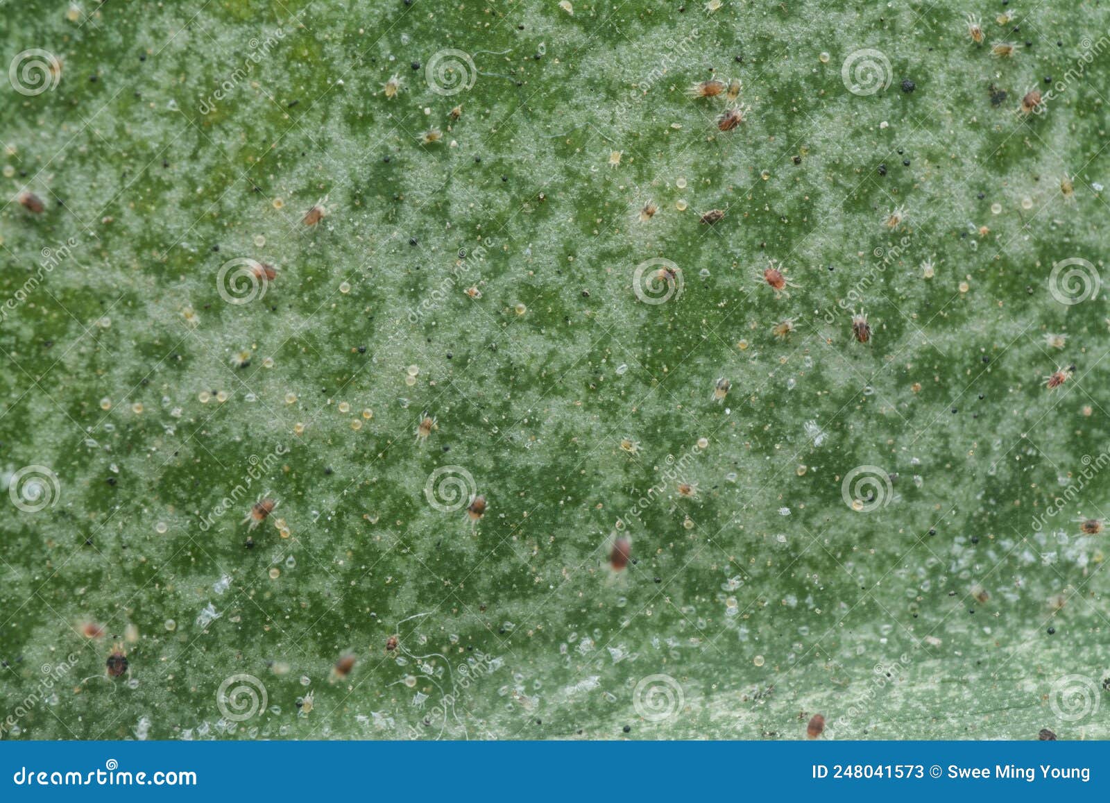 Closeup with the Sickly Green Leaf with Disease Infection. Stock Image ...